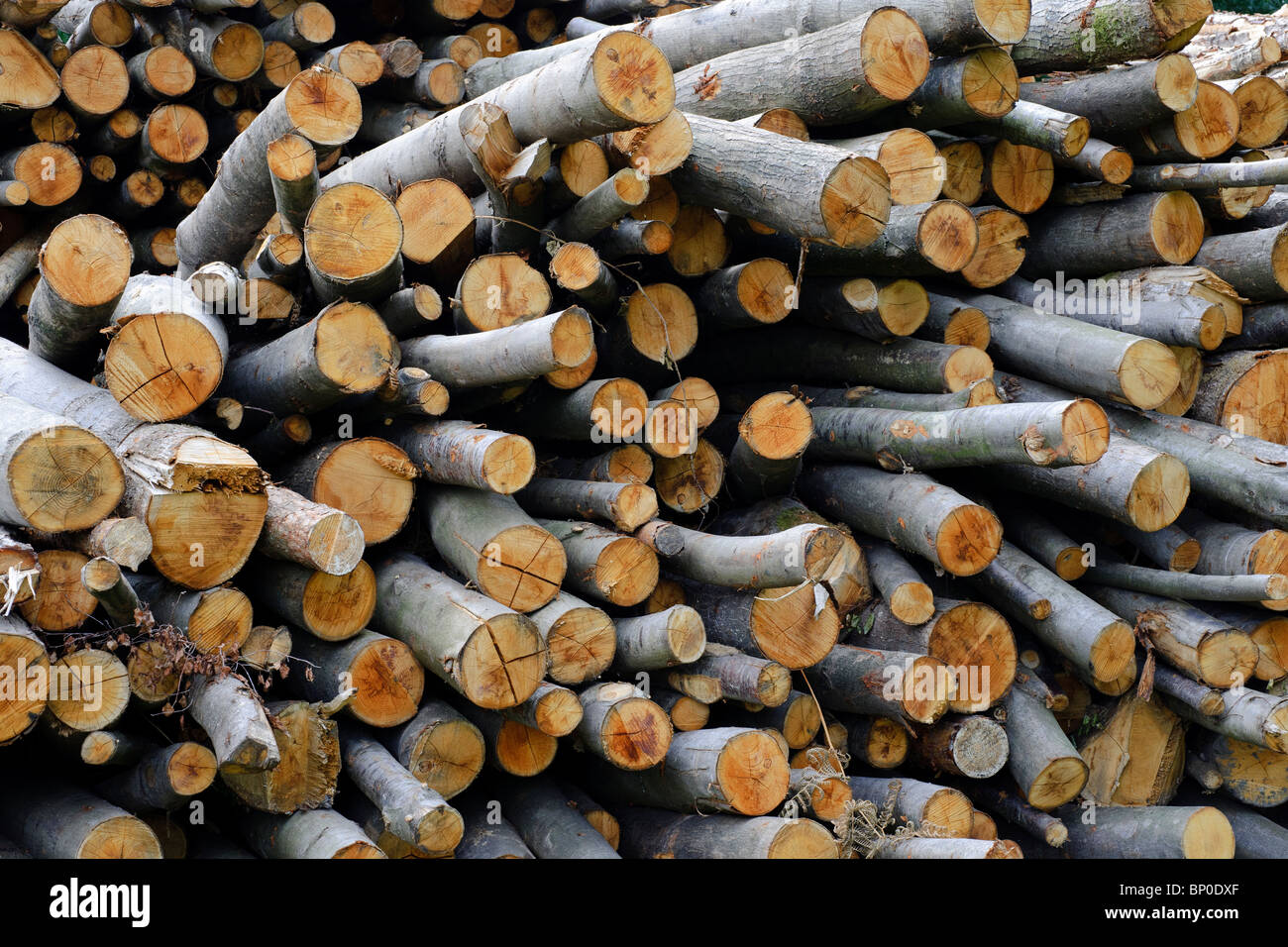 Piles of logs hi-res stock photography and images - Alamy