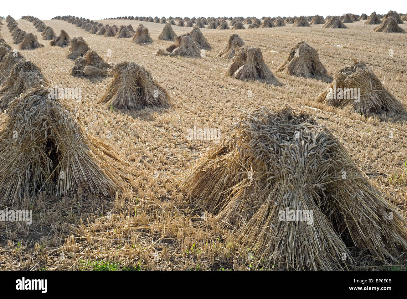 Stooks of wheat in field harvested for thatching straw Stock Photo - Alamy