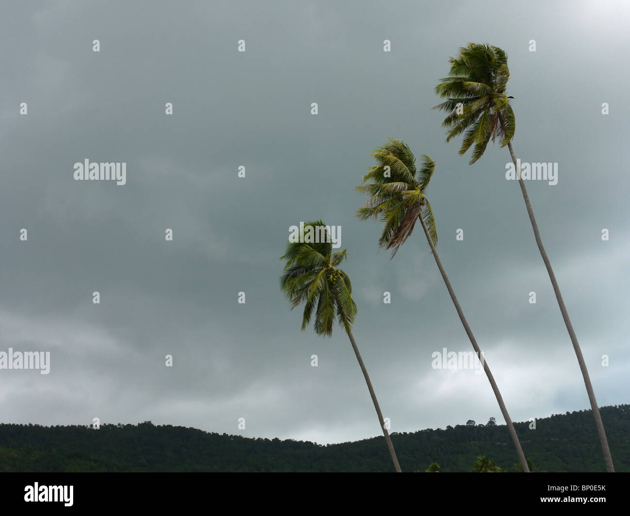Palms under the hard wind before the storm on Koh Samui island ...