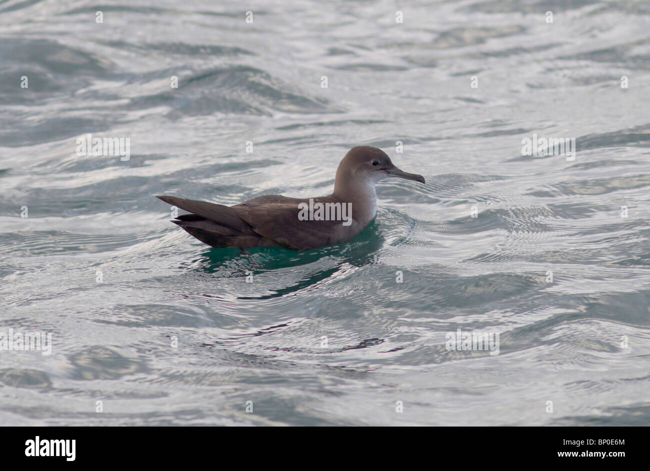 Balearic Shearwater Puffinus mauretanicus on the sea Dorset UK Stock ...