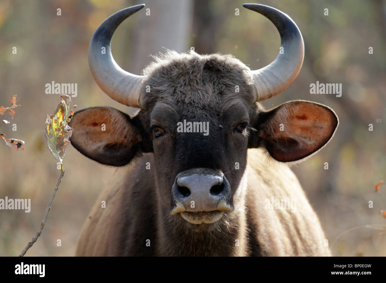 Indian gaur face High Resolution Stock Photography and Images - Alamy