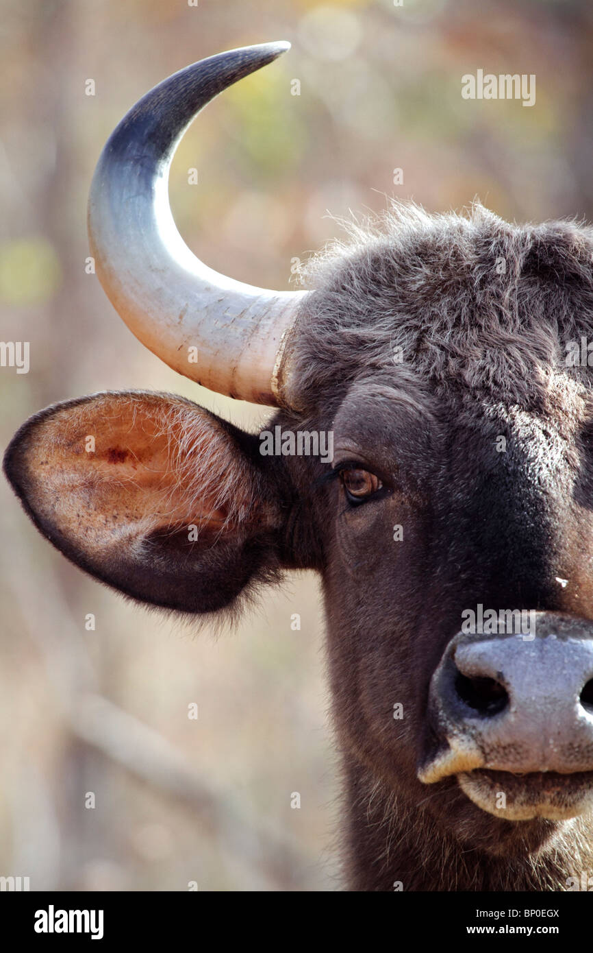 India bison hi-res stock photography and images - Alamy