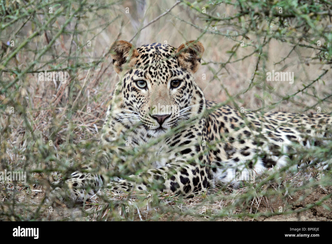 India, Madhya Pradesh, Satpura National Park. A young male leopard ...