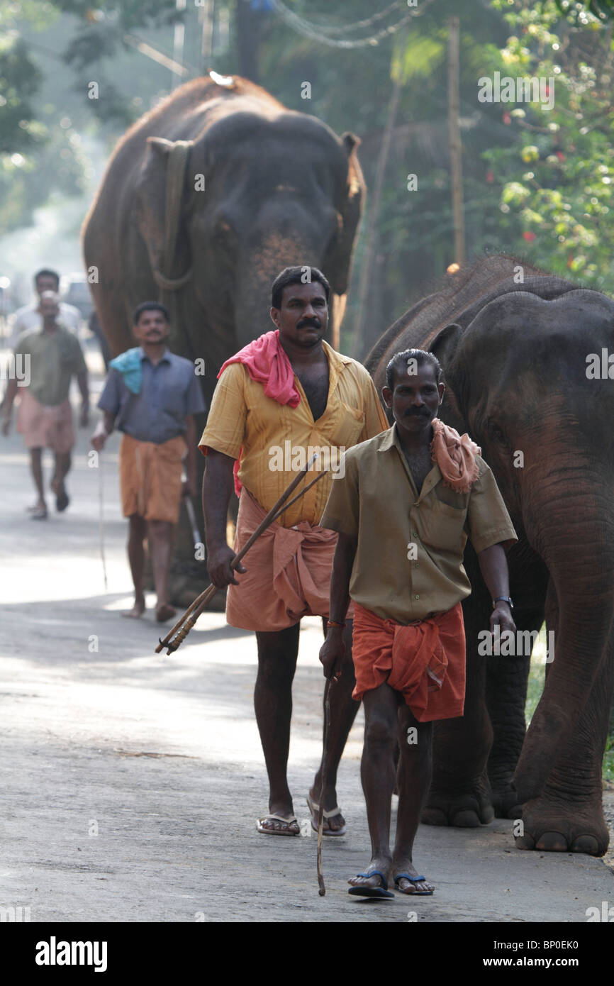 India, South India, Kerala. Mahouts lead elephants from Kodanad ...