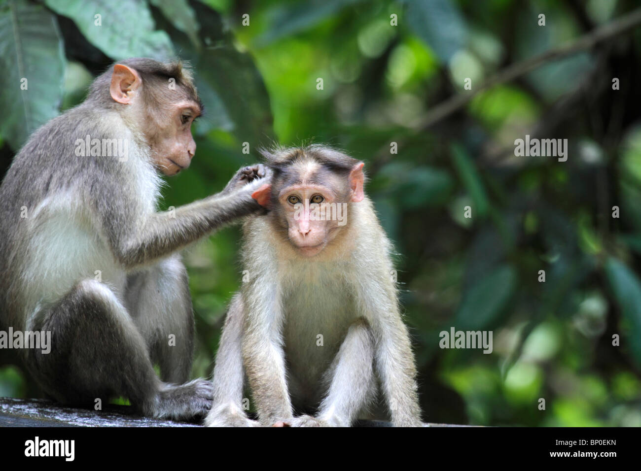 India, Kerala, Periyar National Park. Bonnet macaques grooming Stock ...