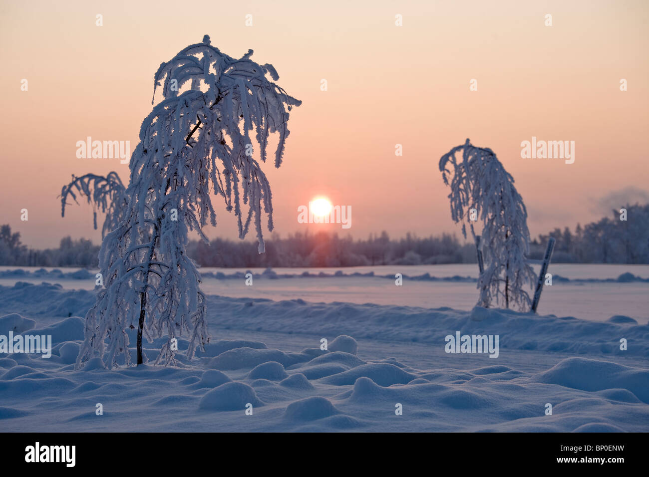 Snowy Trees, Sunset Stock Photo - Alamy