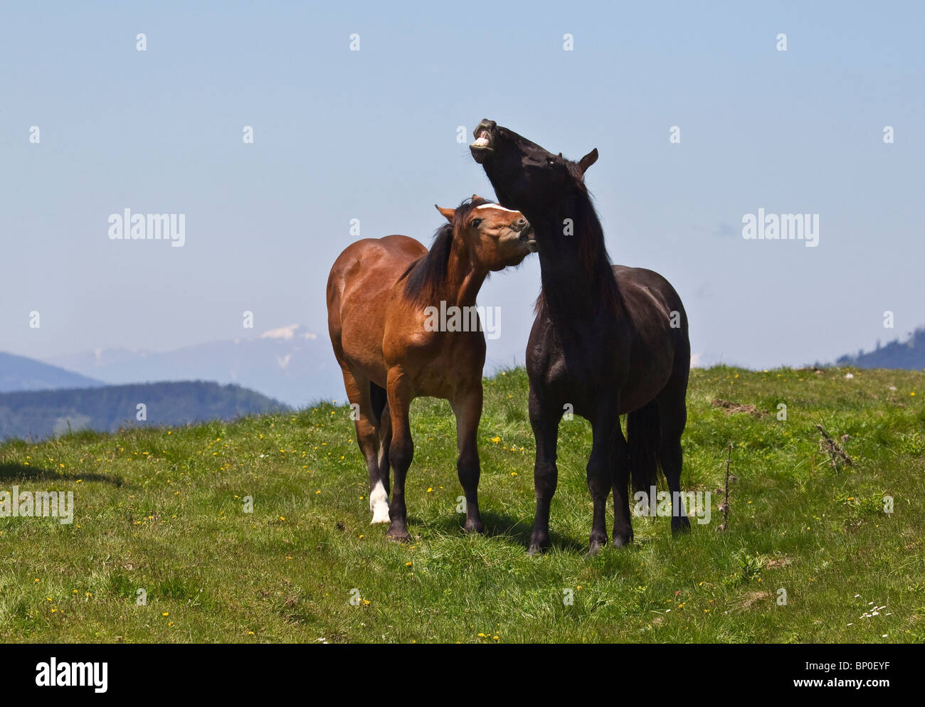 neighing horses (stallions) on the pasture Stock Photo - Alamy