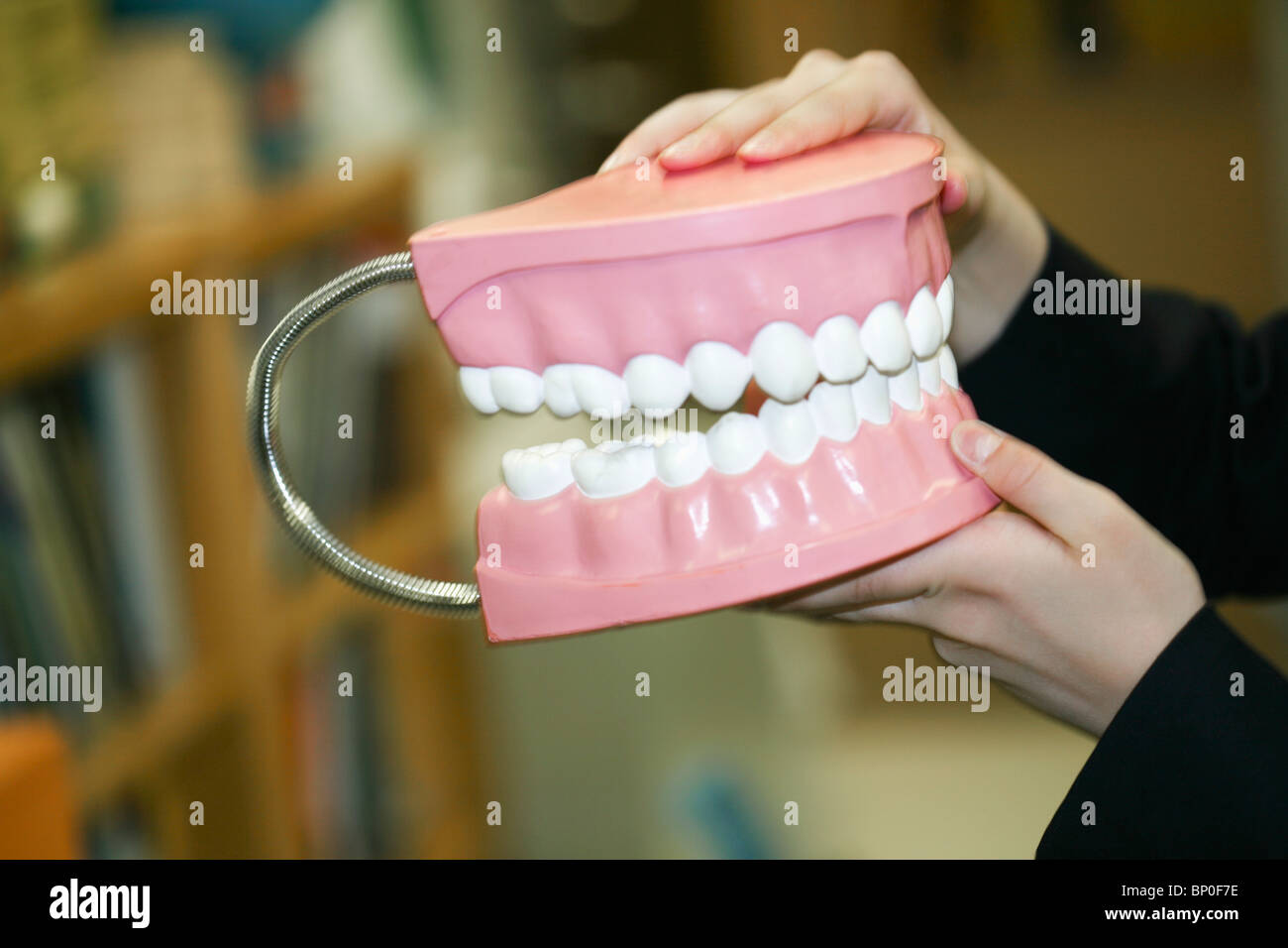 Canada, Québec, Montreal, private school, teeth model Stock Photo - Alamy