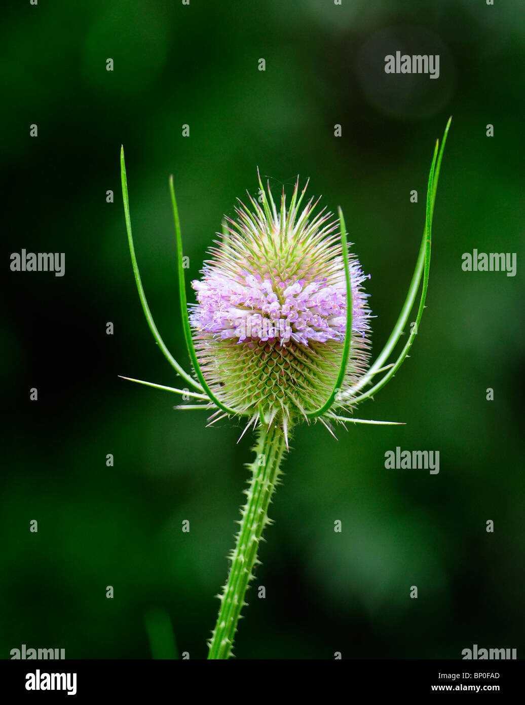 Teasle or Teasel flower detail Stock Photo - Alamy