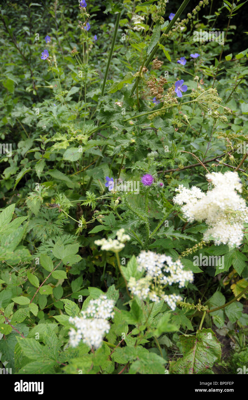 English garden weeds hi-res stock photography and images - Alamy
