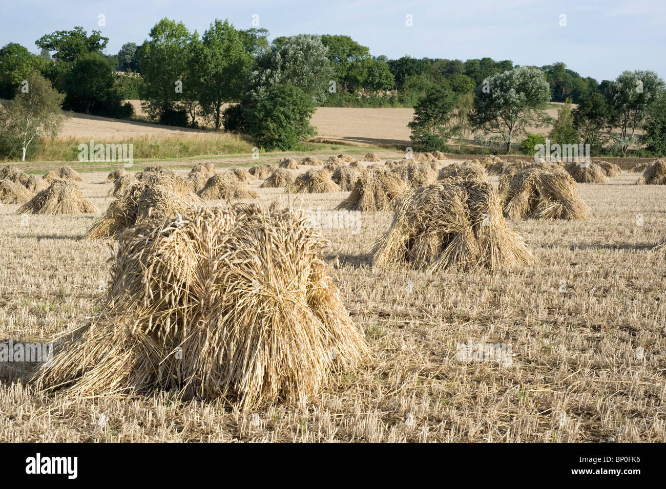 Stooks of wheat in field harvested for thatching straw Stock Photo - Alamy