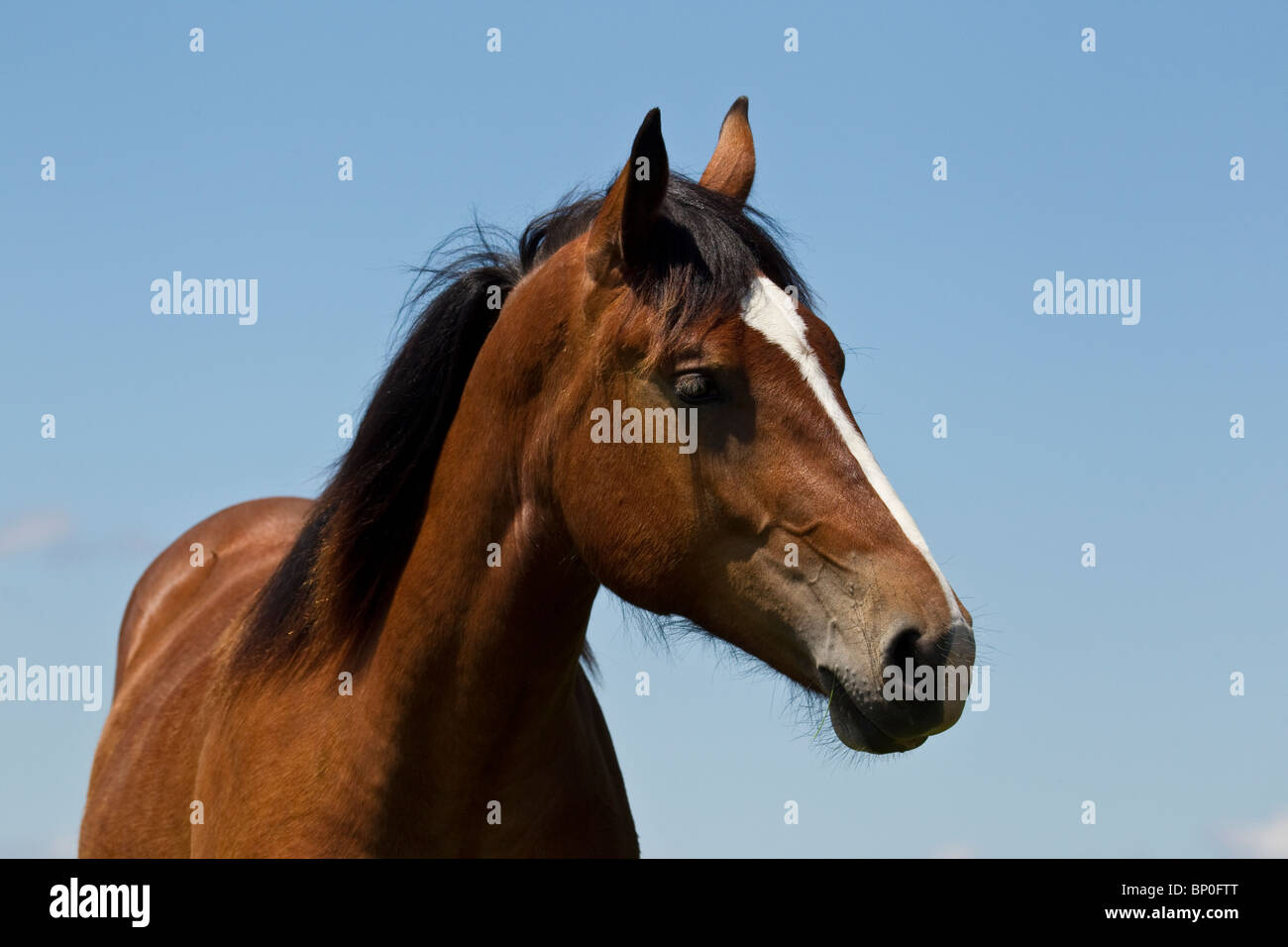 Horse stallion hi-res stock photography and images - Alamy