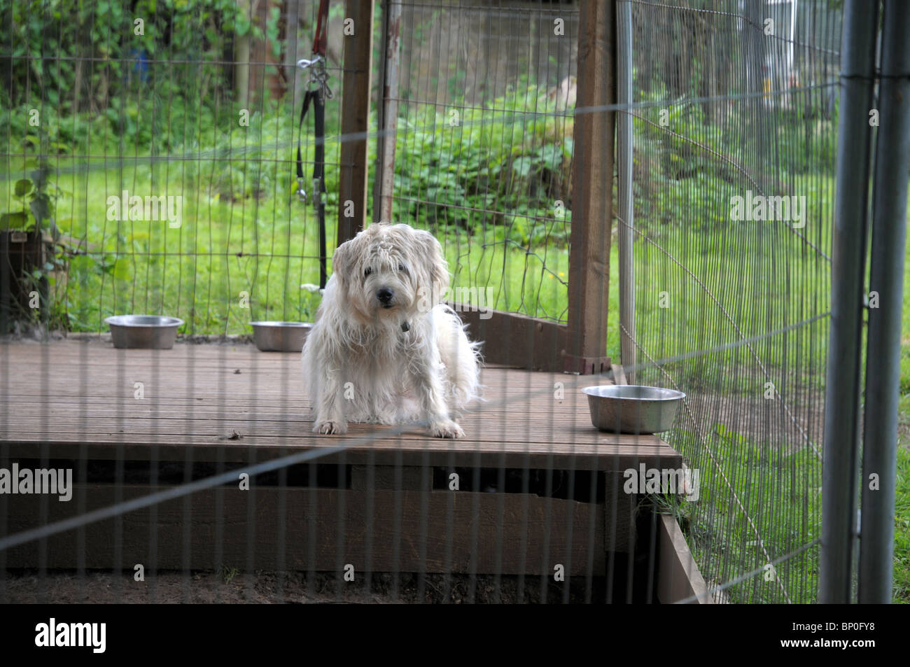 dog in outside dog run Stock Photo - Alamy