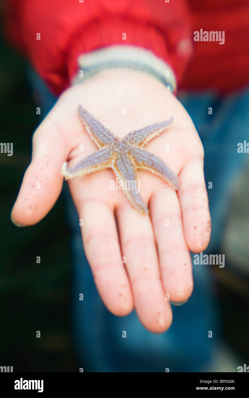Close-up of hand holding starfish Stock Photo - Alamy