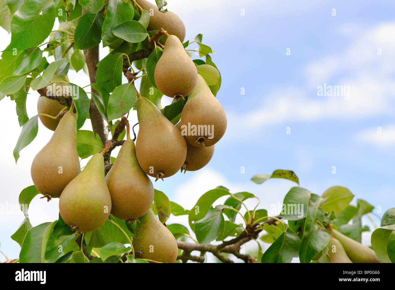 A Pear tree in the English Countryside Stock Photo - Alamy