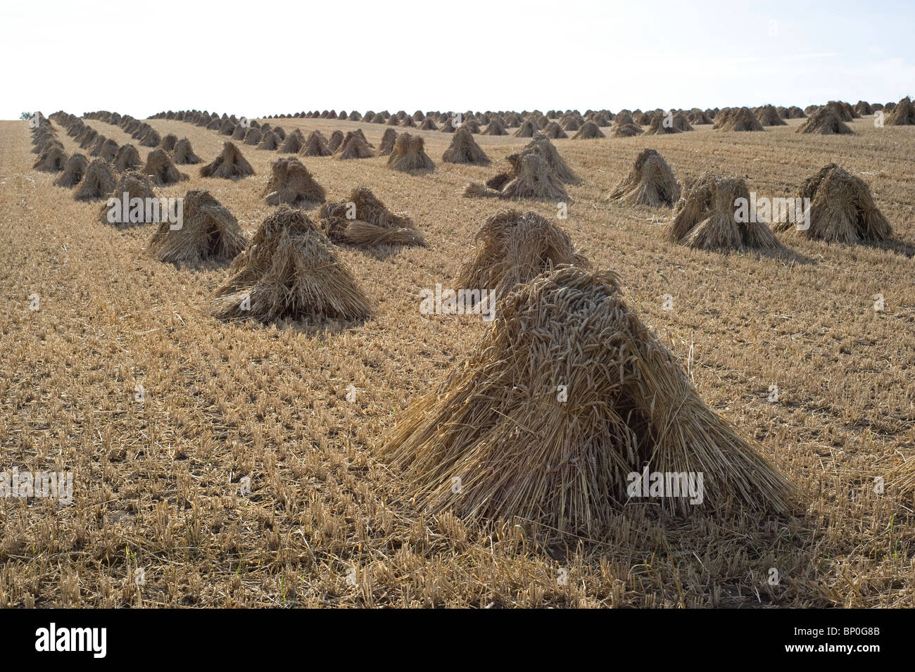 Stooks of wheat in field harvested for thatching straw Stock Photo - Alamy