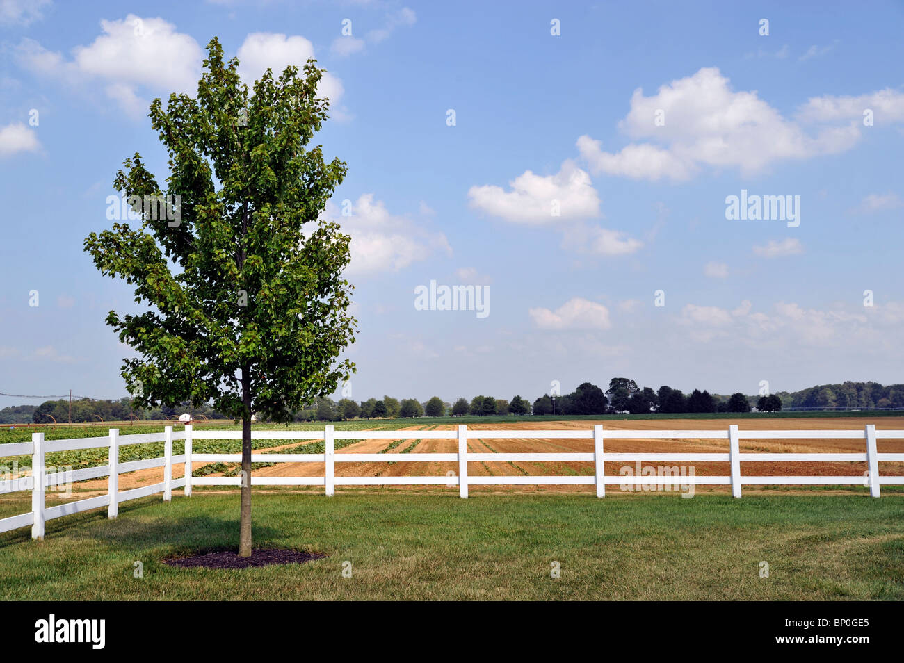Small tree, farm in background Stock Photo - Alamy