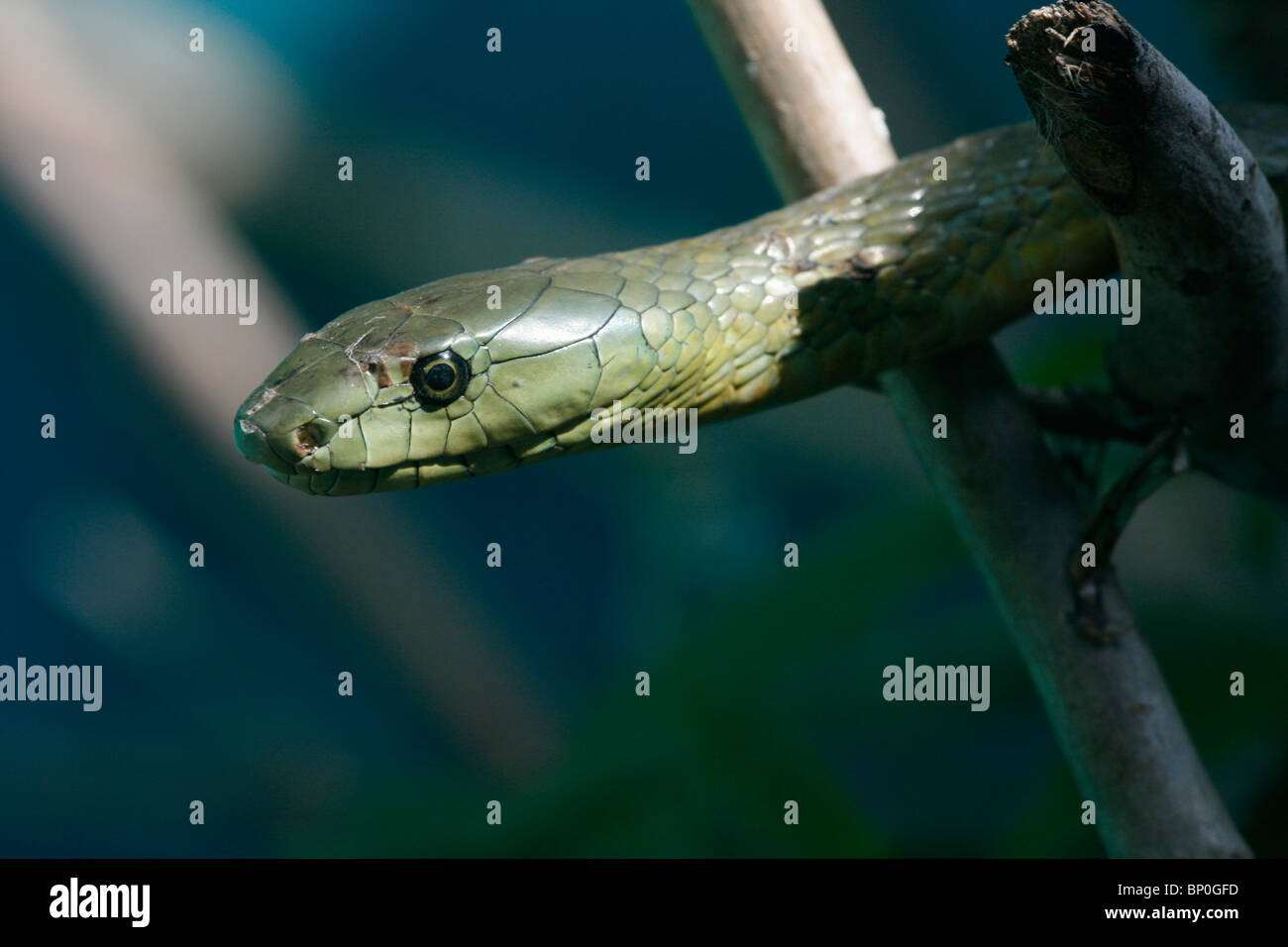 Eastern Green Mamba (Dendroaspis angusticeps), Uganda Stock Photo - Alamy
