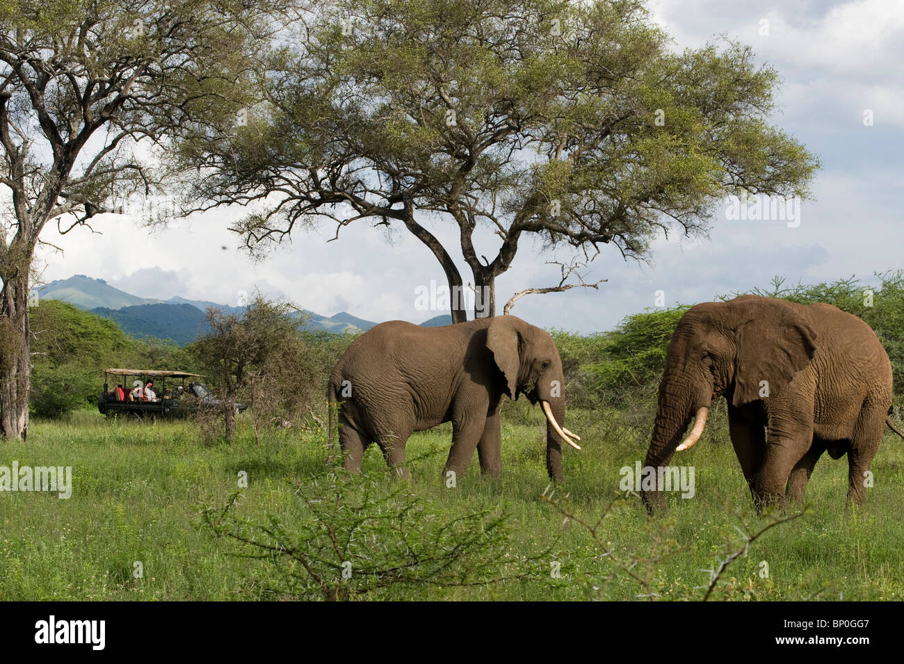 Kenyan game drive hi-res stock photography and images - Alamy