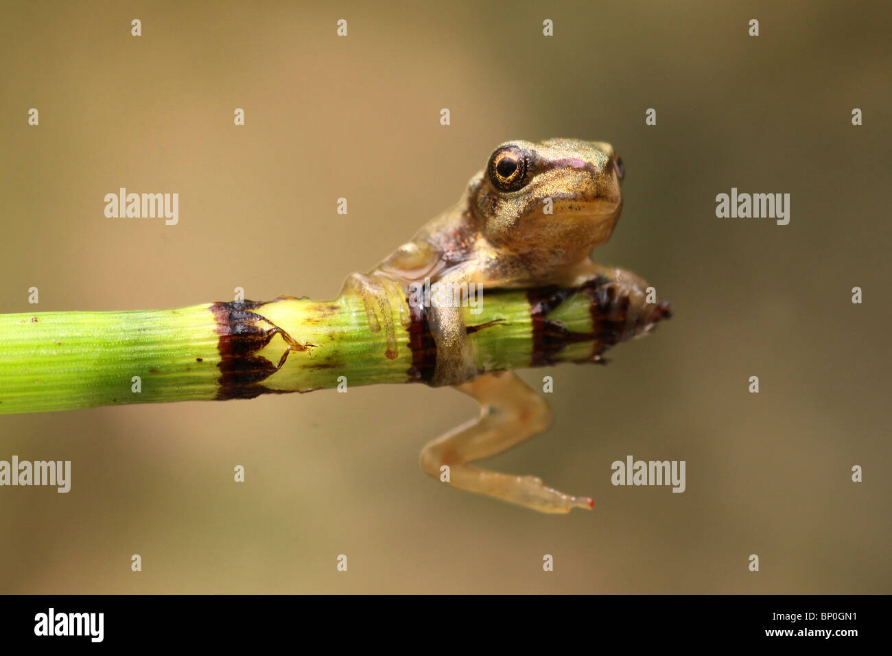 European tree frog, Hyla arborea, Israel Stock Photo - Alamy
