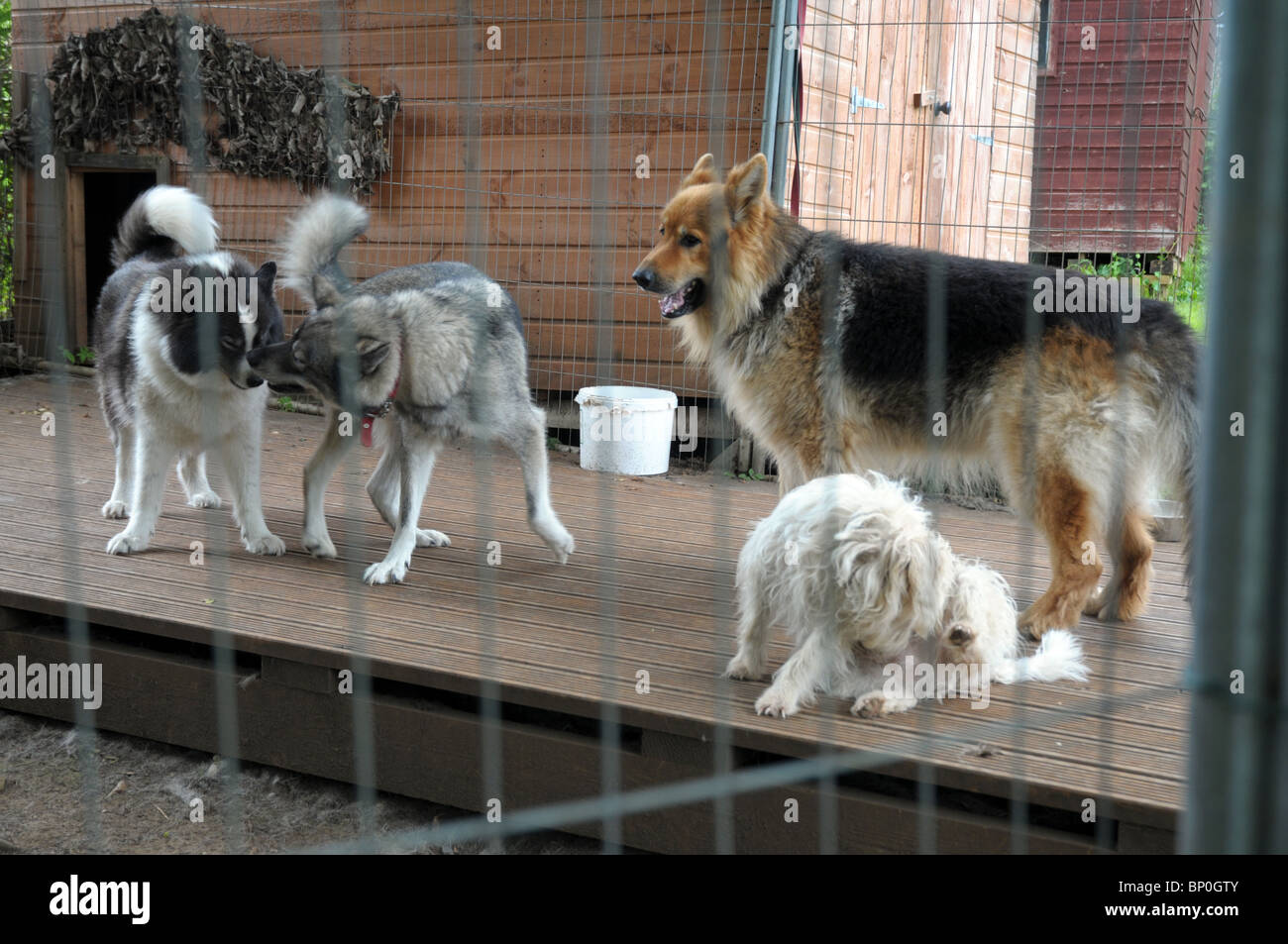 our four family pet dogs outside in their dog run Stock Photo - Alamy