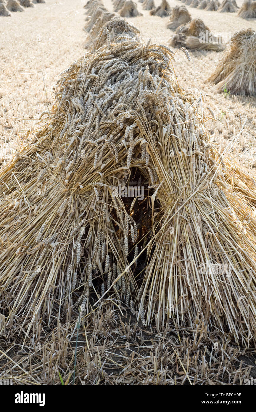 Straw thatch hi-res stock photography and images - Alamy