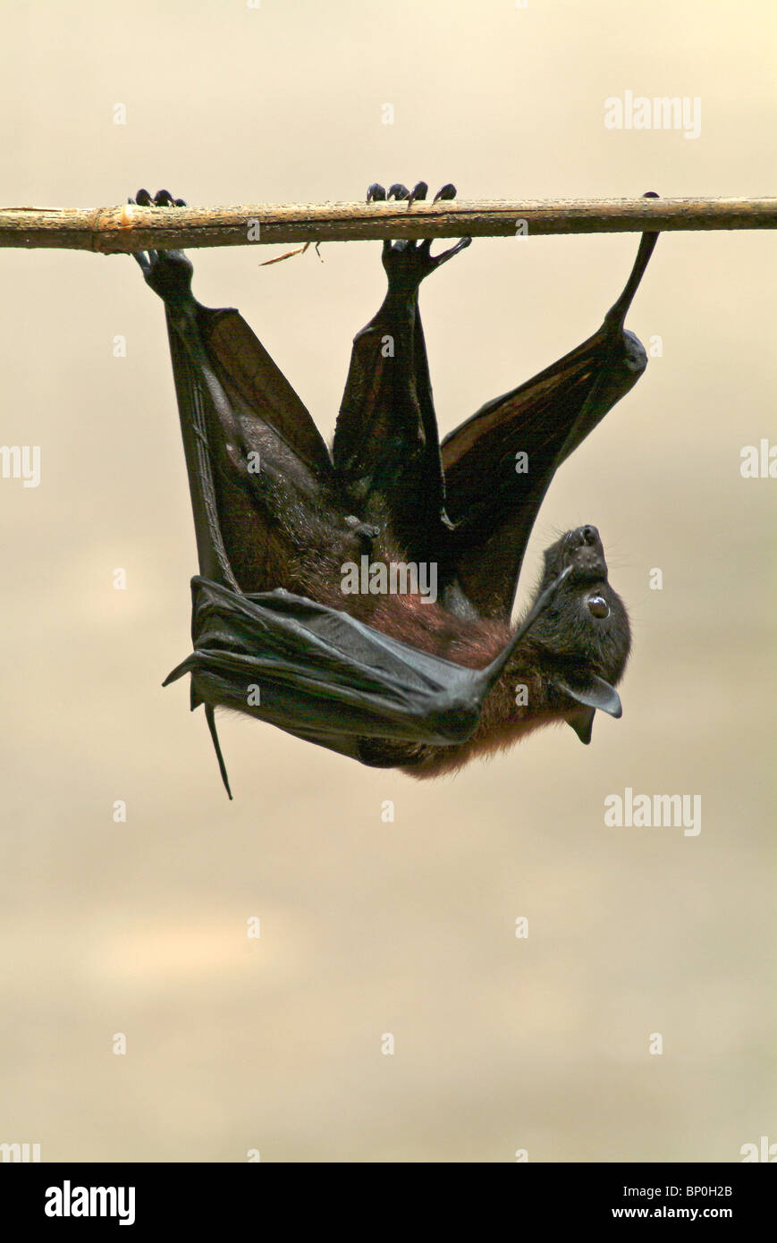 Sri Lanka, bat Stock Photo - Alamy