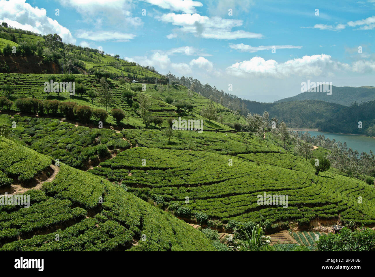 Sri Lanka, tea gardens at Nuwara surroundings Stock Photo - Alamy