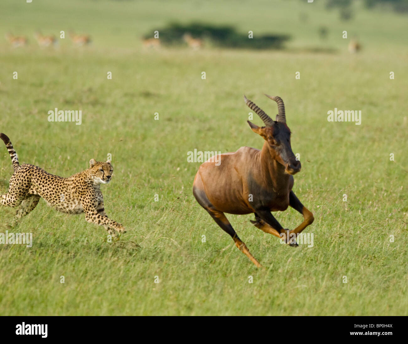 Cheetah short grass plains hi-res stock photography and images - Alamy
