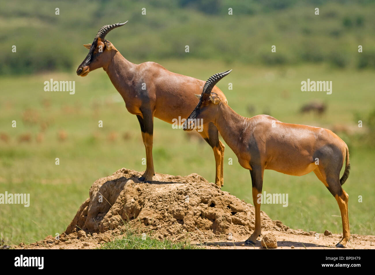 Kenya, Masai Mara. Topi stands up on a termite mound to watch over the ...