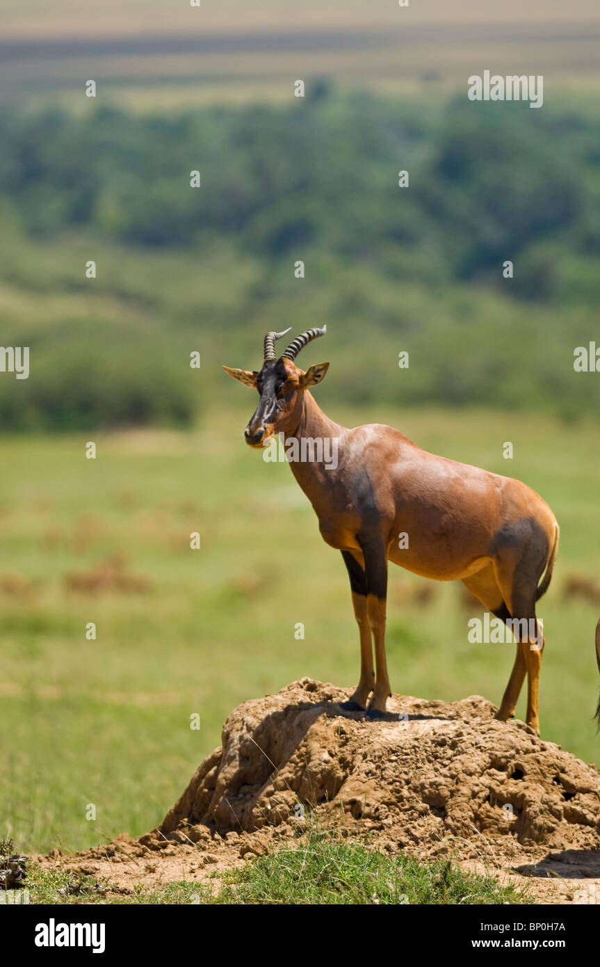 Kenya, Masai Mara. Topi stands up on a termite mound to watch over the ...
