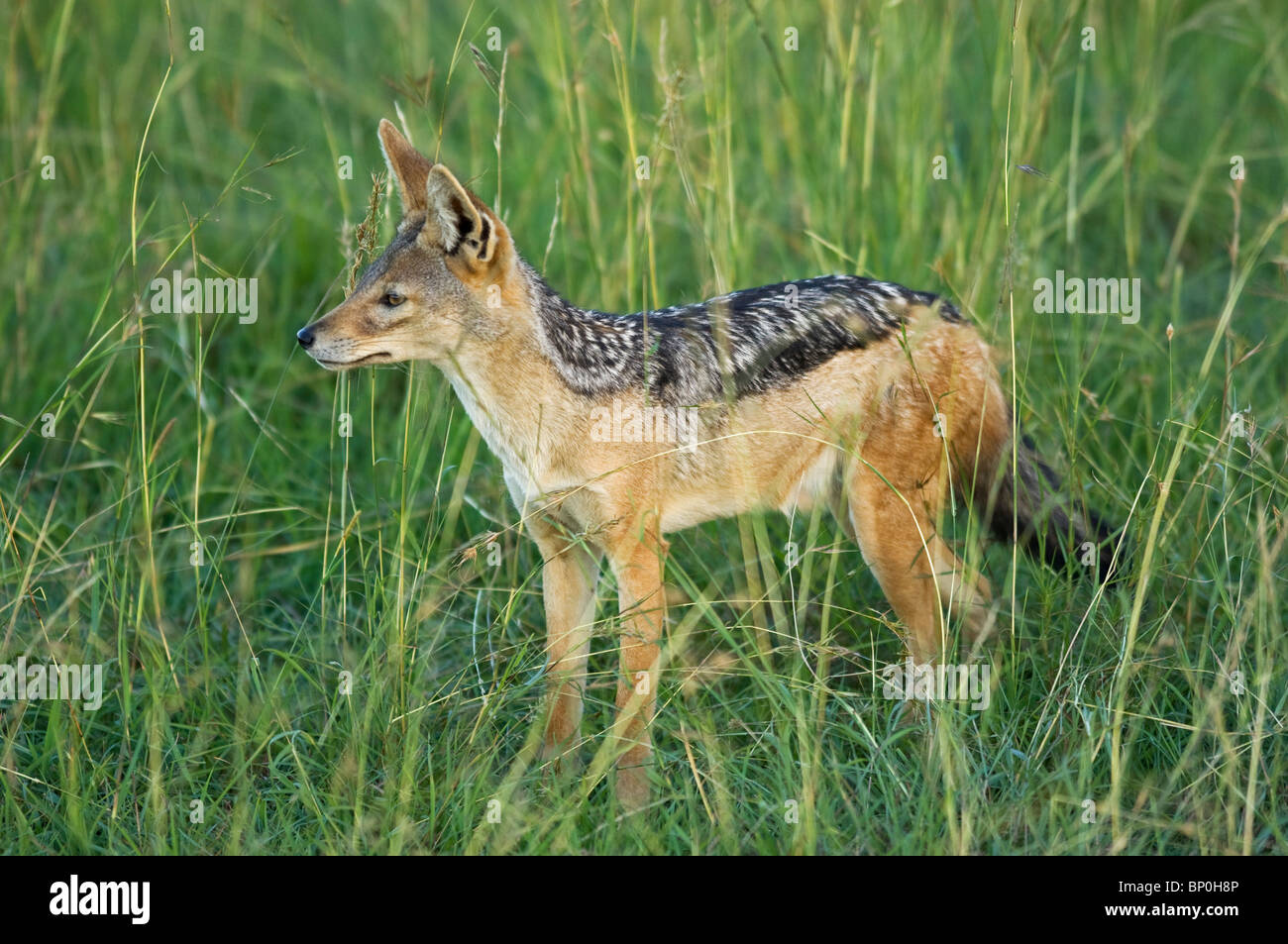 Mara a hi-res stock photography and images - Alamy