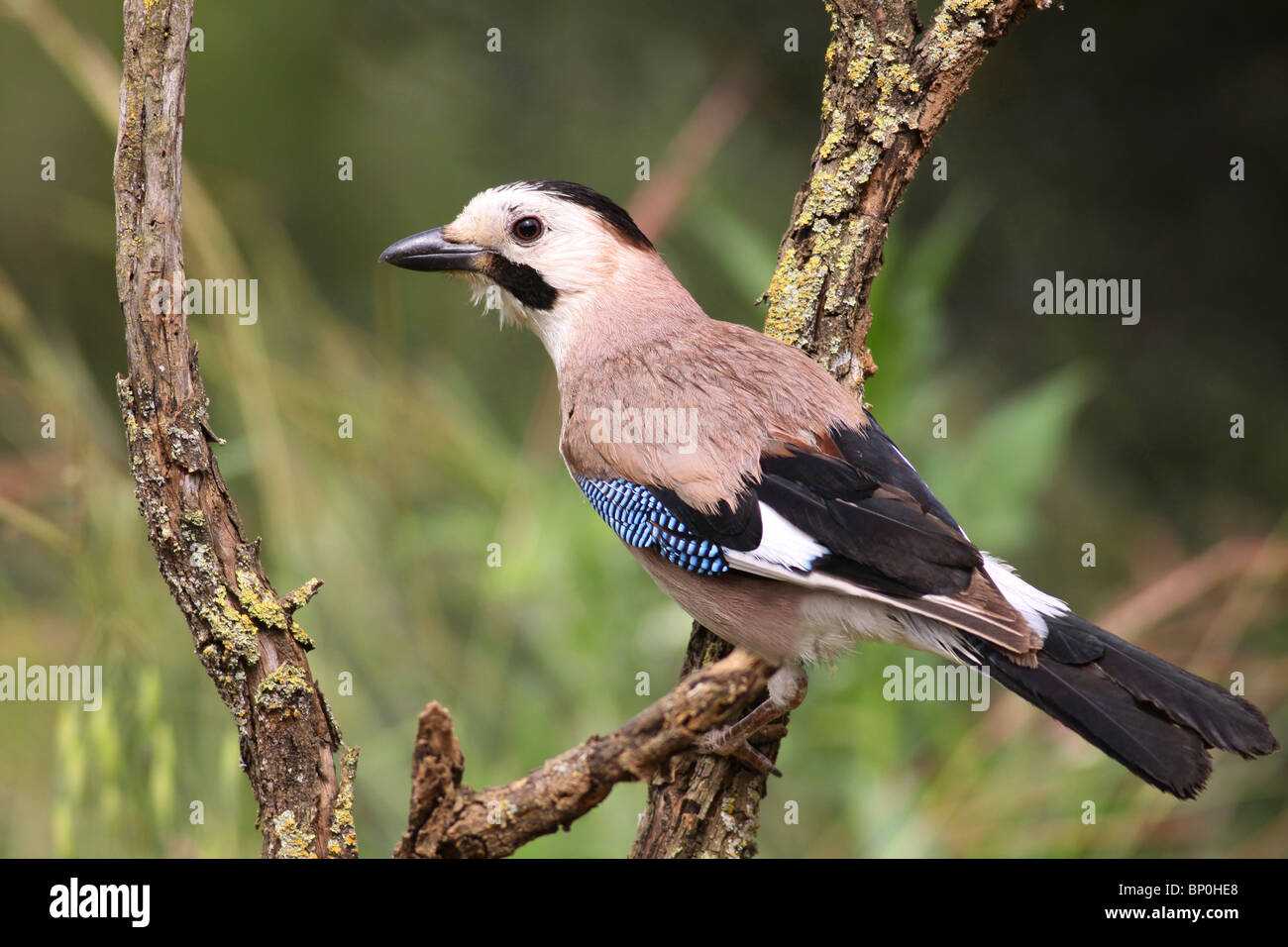 Adult eurasian jay garrulus hi-res stock photography and images - Alamy