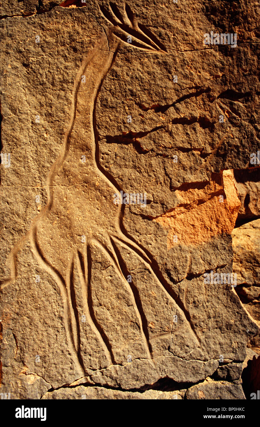 Libya, Fezzan, Messak Settafet. A petroglyph of a giraffe stands amidst ...