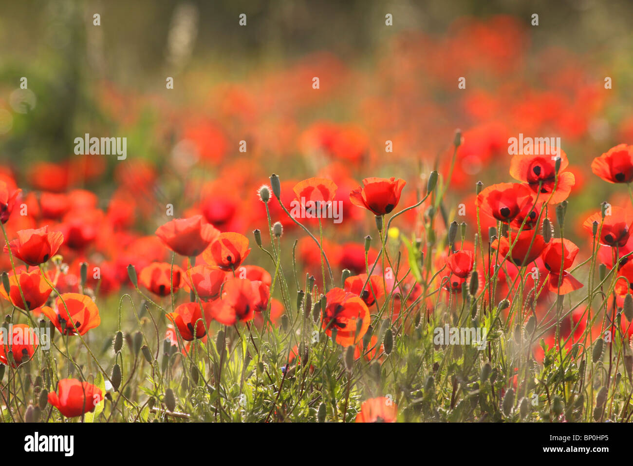 A field of spring poppies Stock Photo - Alamy