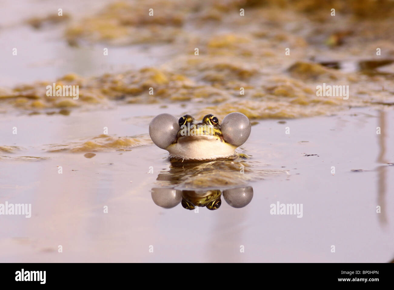 Marsh frog hi-res stock photography and images - Alamy