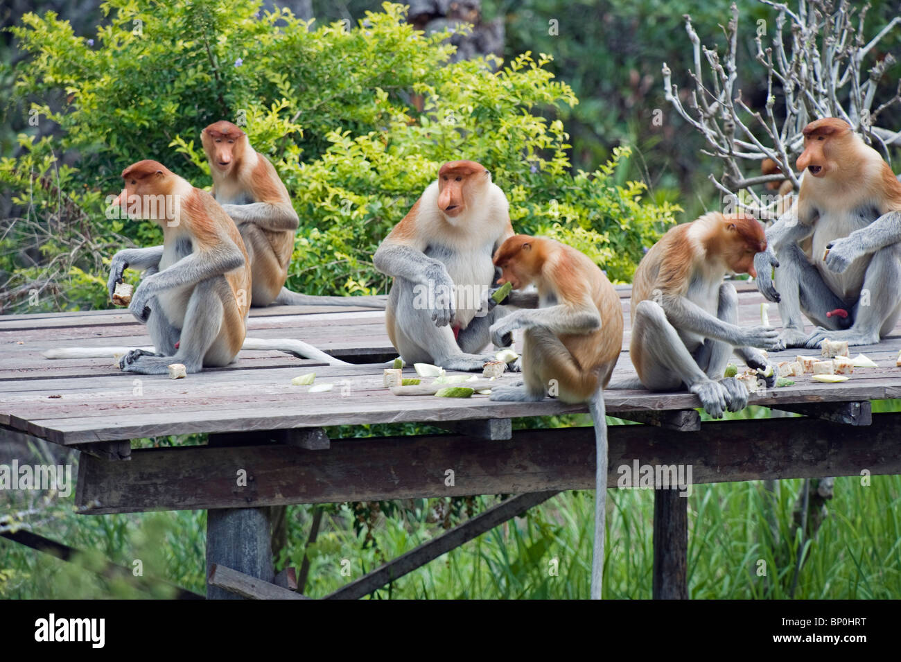 South East Asia, Malaysia, Borneo, Sabah, Labuk Bay Proboscis Monkey ...