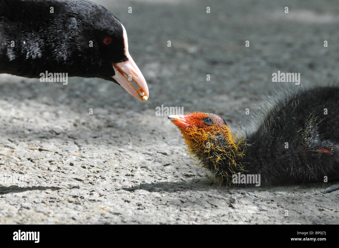 Coot feeding chick Stock Photo - Alamy