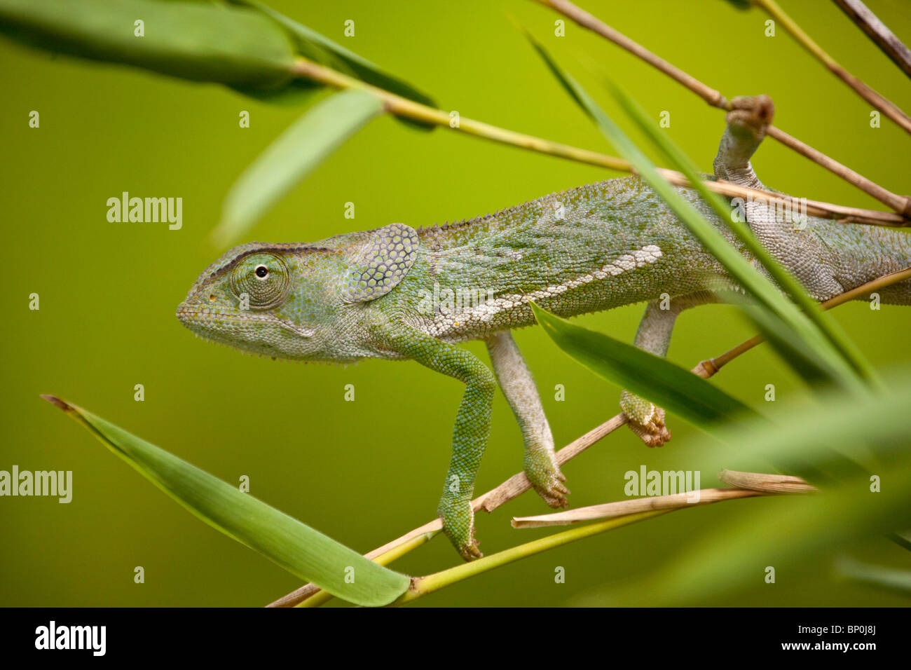 Mozambique. A Flap-necked chameleon balances in the leaves of a bamboo ...
