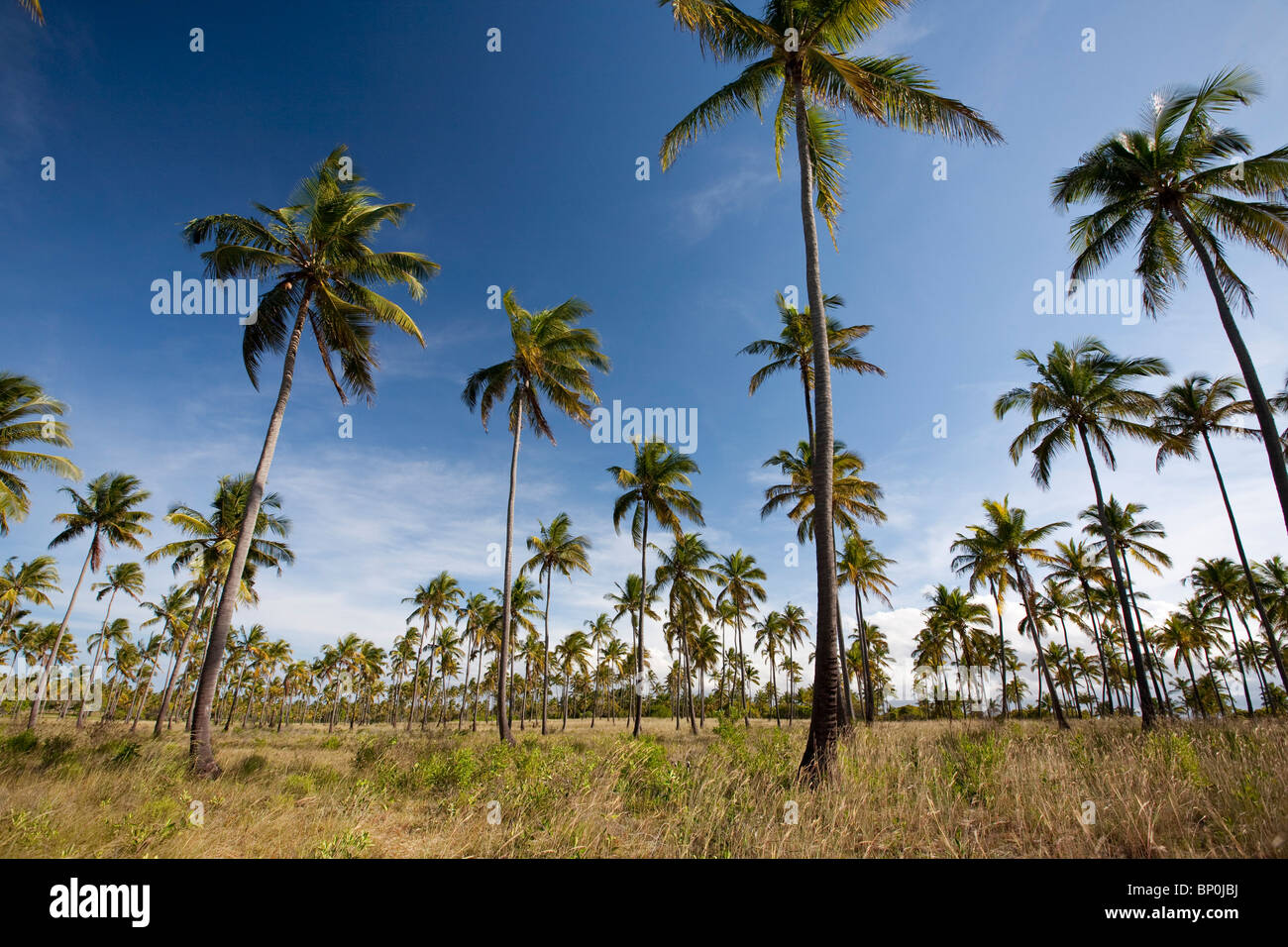 Mozambique, Tofo. Coconut plantations around Tofo Stock Photo - Alamy