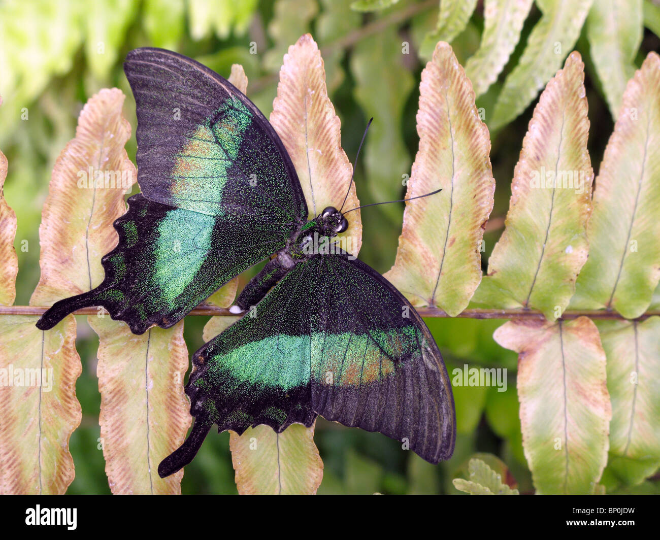 Papilio palinurus butterfly Stock Photo - Alamy