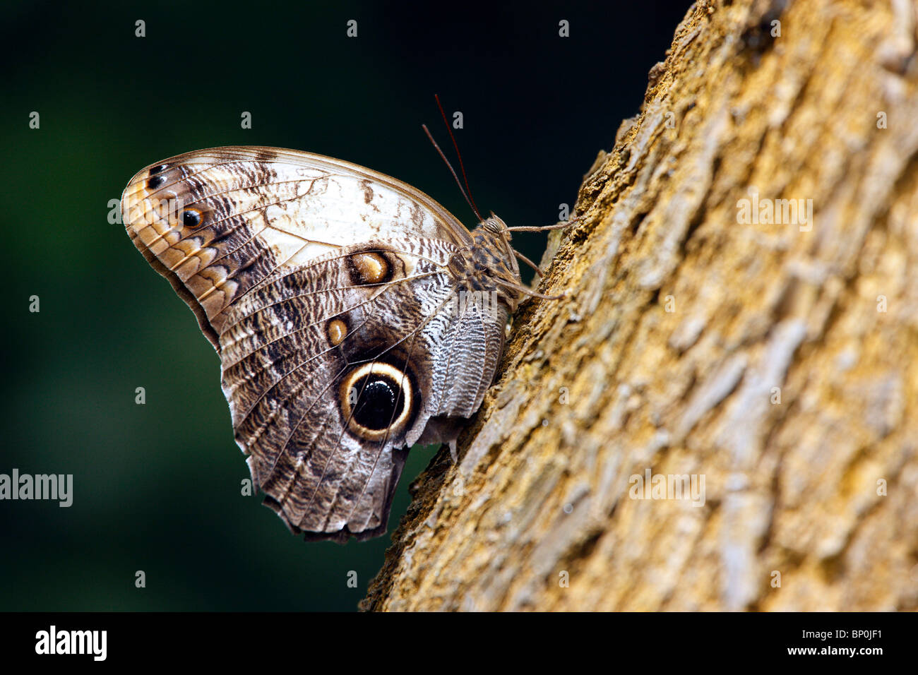 Eryphanis polyxena butterfly Stock Photo - Alamy