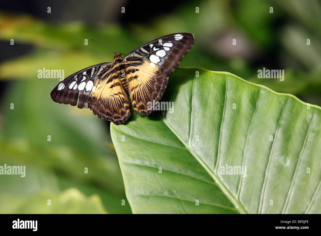 Parthenos sylvia clipper butterfly Stock Photo - Alamy
