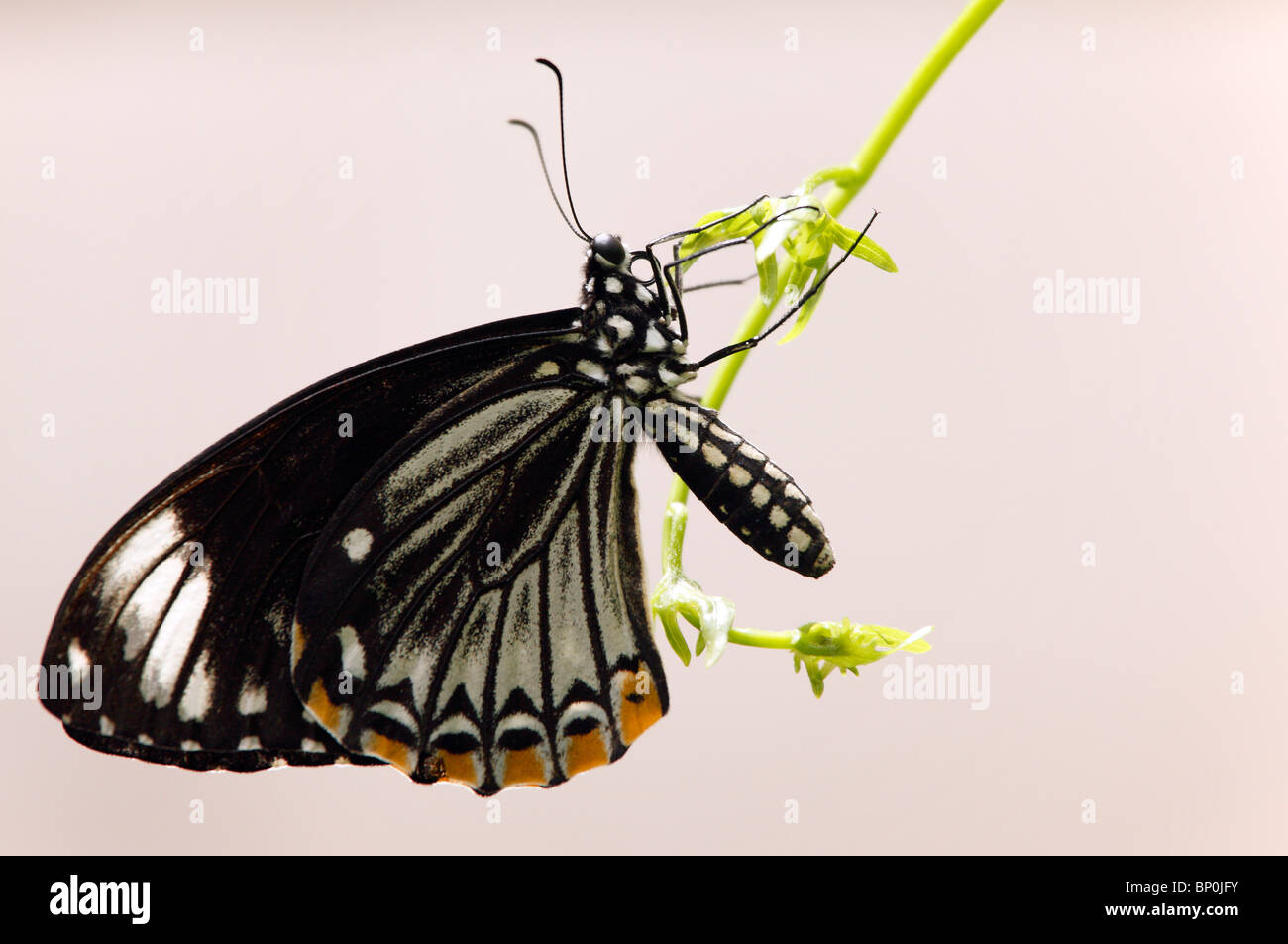 Danaus plexippus monarch butterfly Stock Photo - Alamy Danaus plexippus monarch butterfly Stock Photo - Alamy