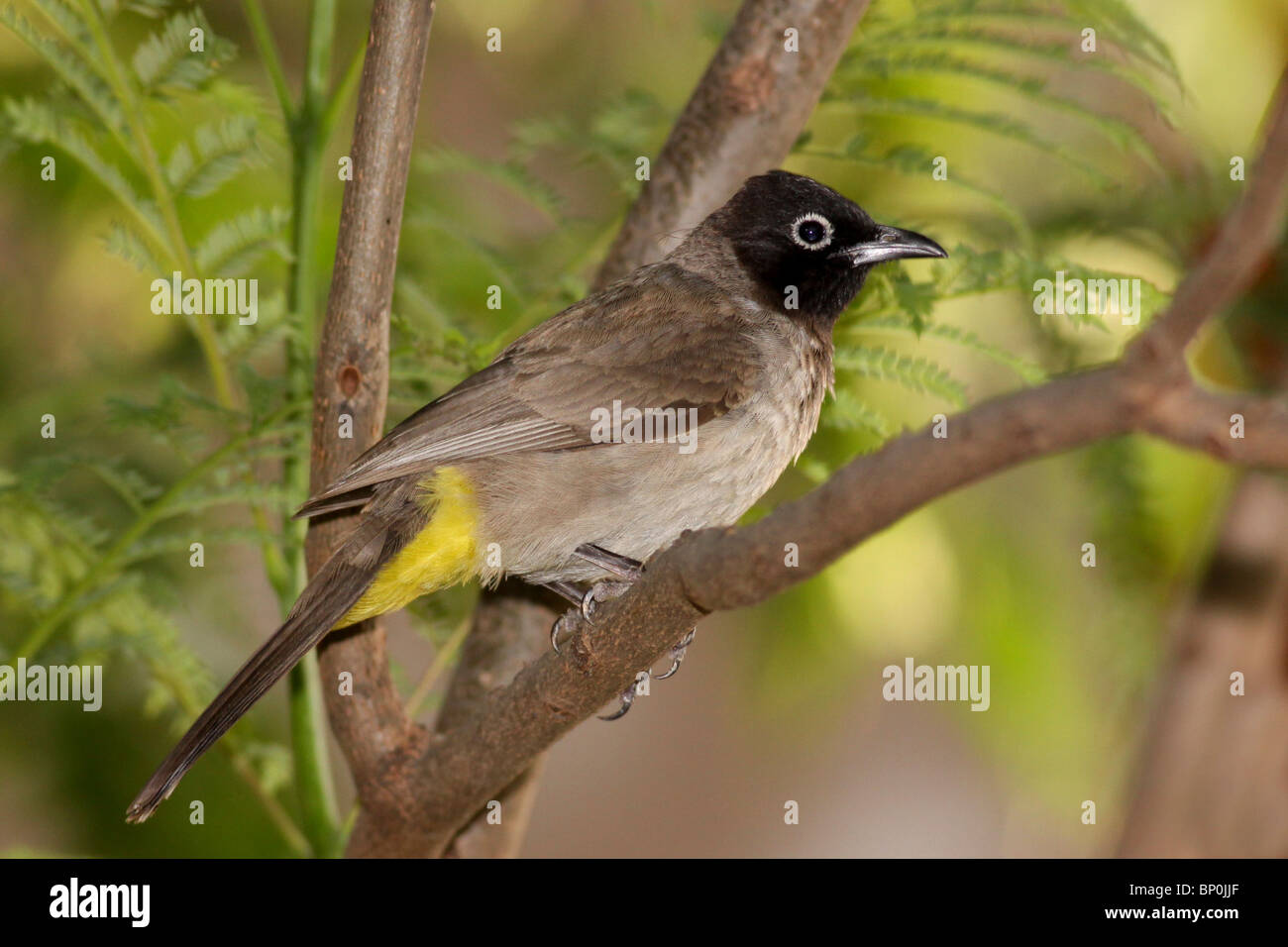 Pycnonotus xanthopygos, Israel Yellow-vented Bulbul AKA White ...