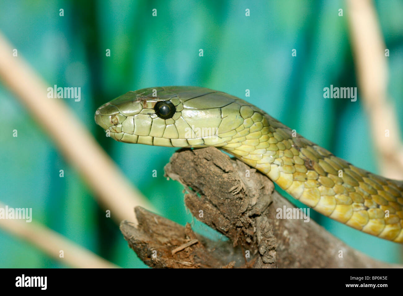 Eastern Green Mamba (Dendroaspis angusticeps), Uganda Stock Photo - Alamy