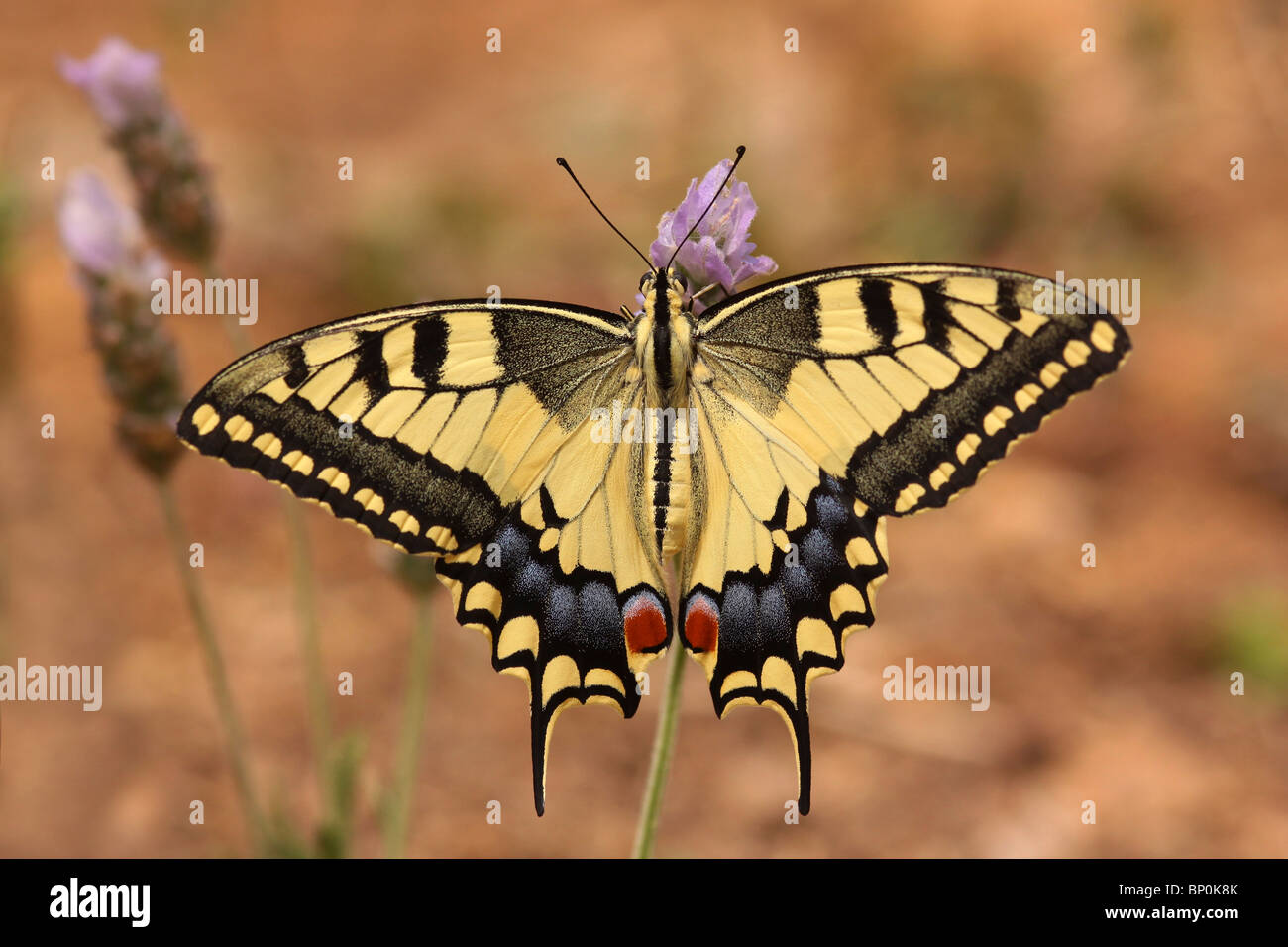butterfly Papilio alexanor, (the Alexanor) Israel Summer July 2010 ...