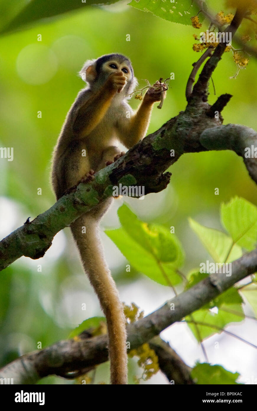 Peru. A Squirrel monkey feeds on flowers in the lush, tropical forest ...
