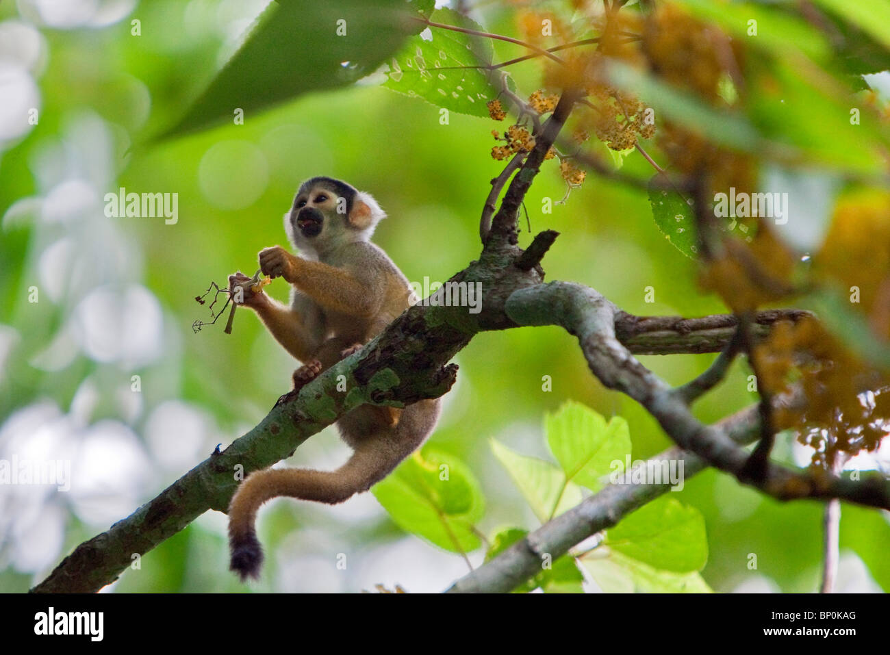 Peru. A Squirrel monkey feeds on flowers in the lush, tropical forest ...