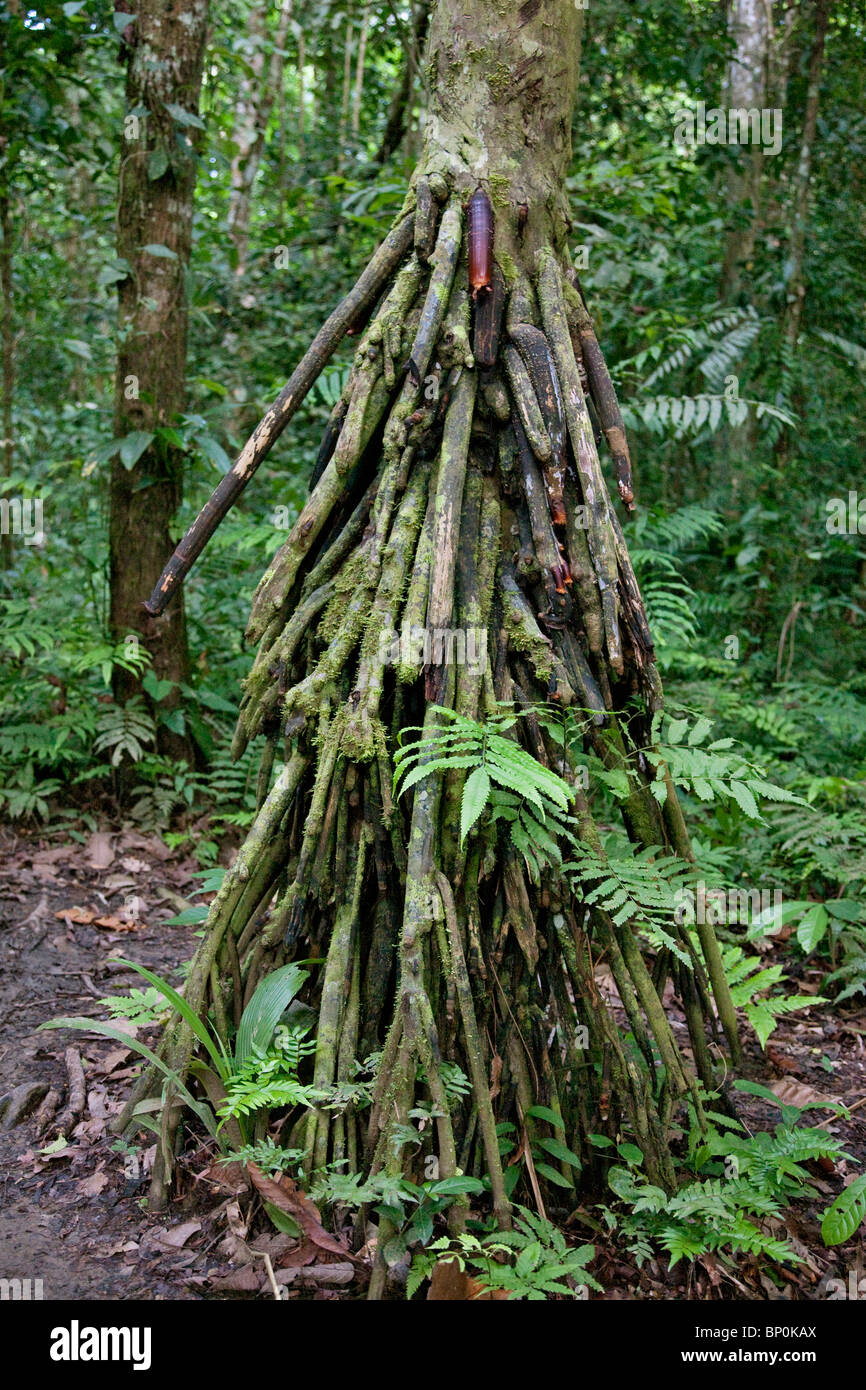 Aerial rooting hi-res stock photography and images - Alamy